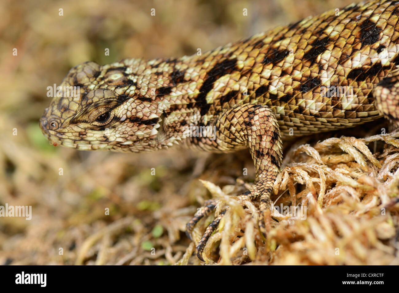 Green spiny lizard (Sceloporus malachiticus), San Gerardo de Dota ...