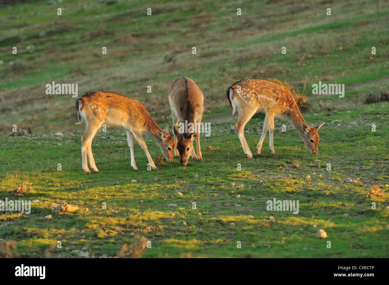 fallow deer family Stock Photo - Alamy