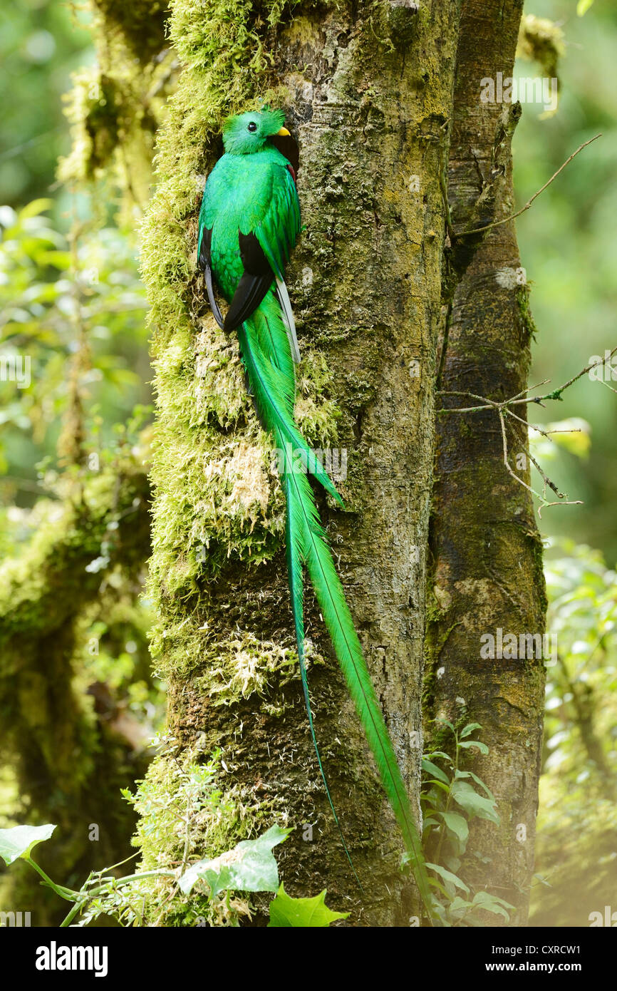 Resplendent quetzal (Pharomachrus mocinno), male, in breeding burrow ...