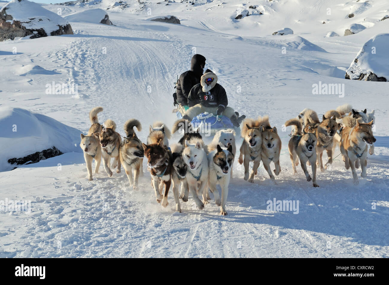 Sled dog tour to the Ilulissat fjord, Greenland, Arctic North America ...