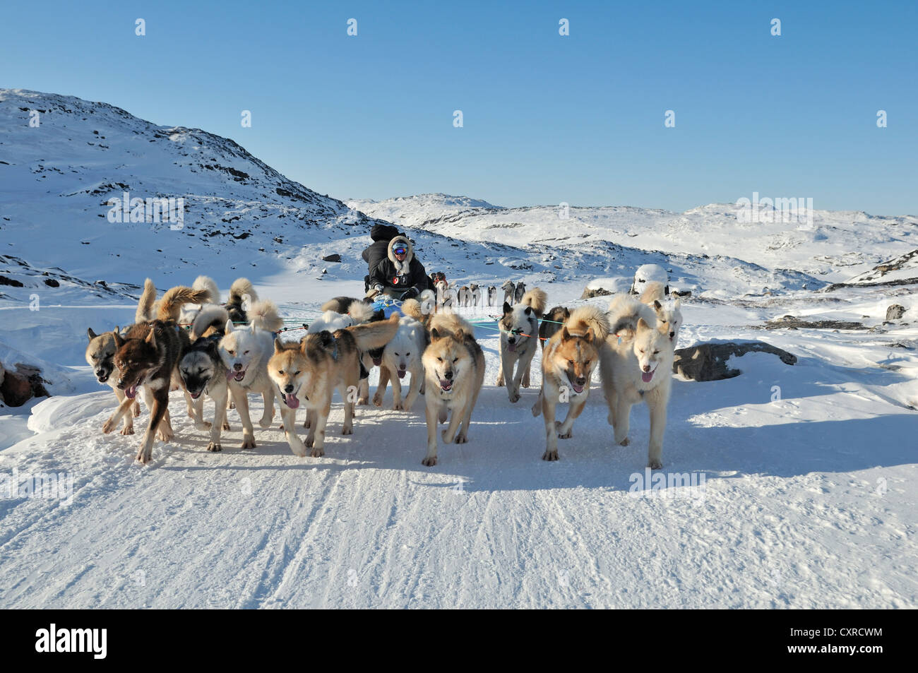Sled dog tour to the Ilulissat fjord, Greenland, Arctic North America ...