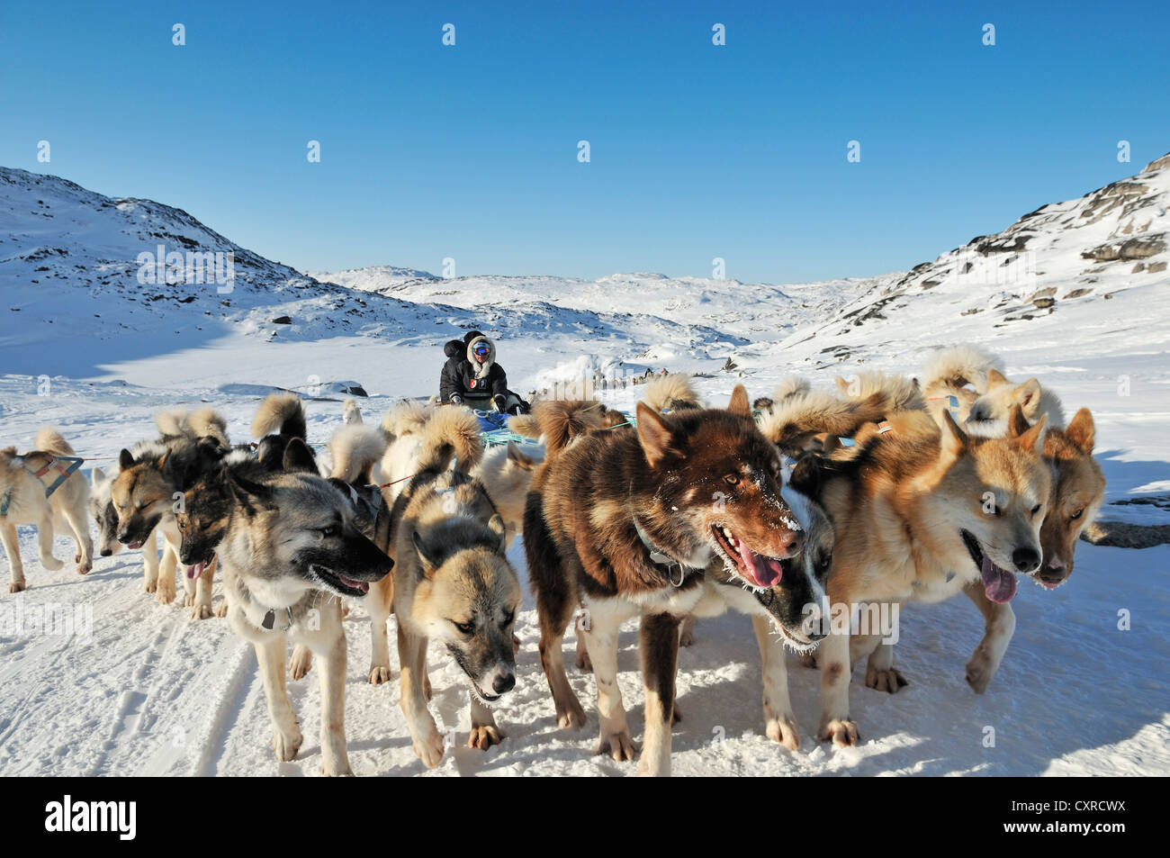 Greenland arctic sled dog hi-res stock photography and images - Alamy