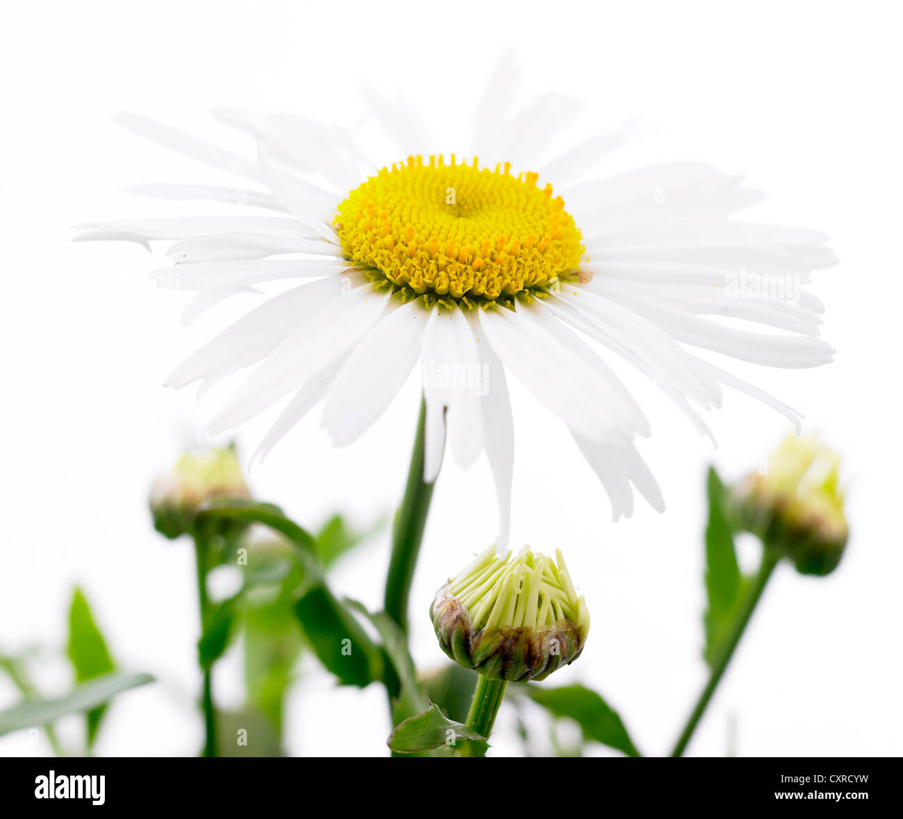 Leucanthemum x superbum ‘Snow Lady’ common name Shasta Daisy Stock ...