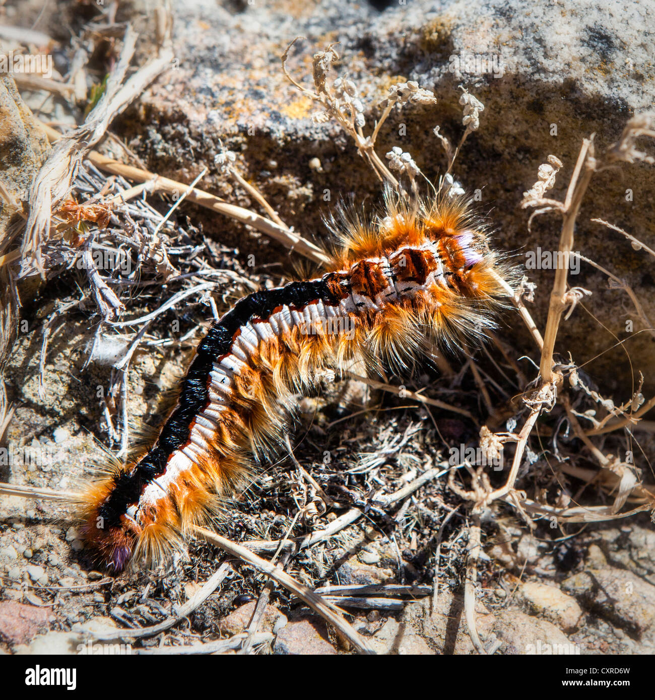 Cape Lappet Moth Caterpillar [Eutricha capensis] Stock Photo - Alamy