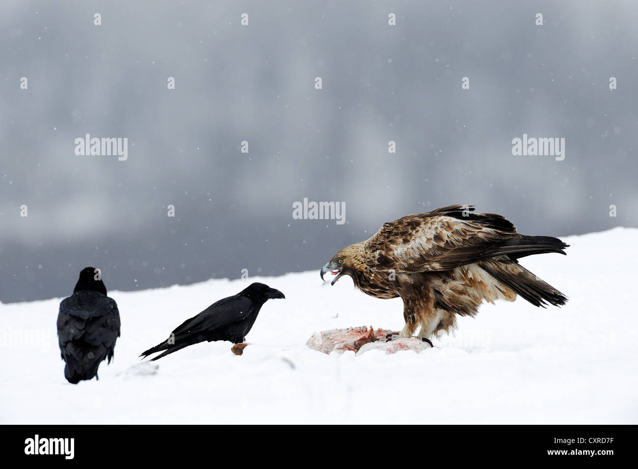 Ravens (Corvus corax) and a Golden Eagle (Aquila chrysaetos), at a bait ...
