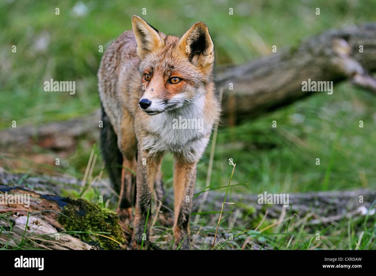 Fox hunting uk hi-res stock photography and images - Alamy
