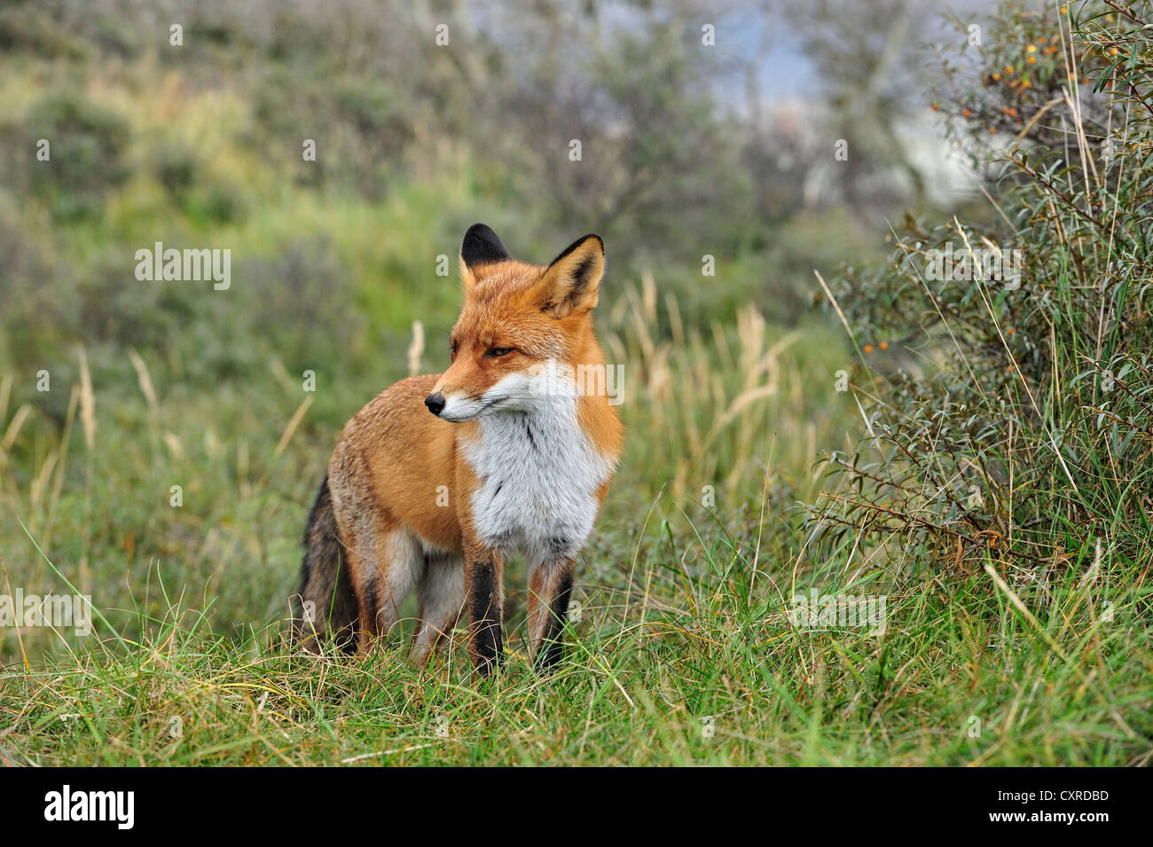 Red fox (Vulpes vulpes) in thicket with common sea-buckthorn in the dunes in autumn Stock Photo ...
