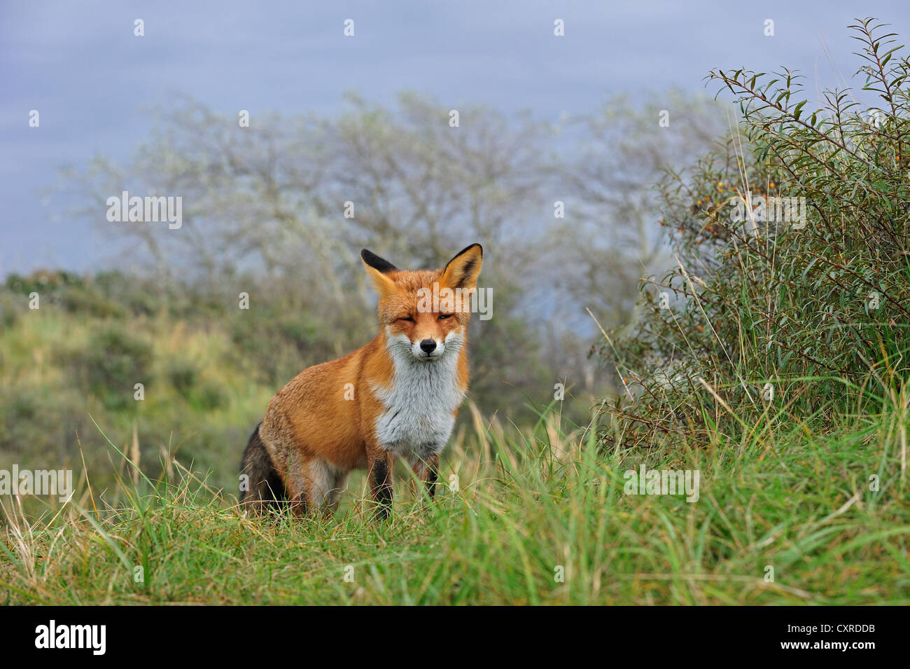 Red fox (Vulpes vulpes) in thicket with common sea-buckthorn in the dunes in autumn Stock Photo ...