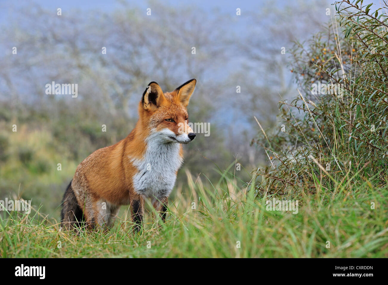 Red fox (Vulpes vulpes) in thicket with common sea-buckthorn in the dunes in autumn Stock Photo ...