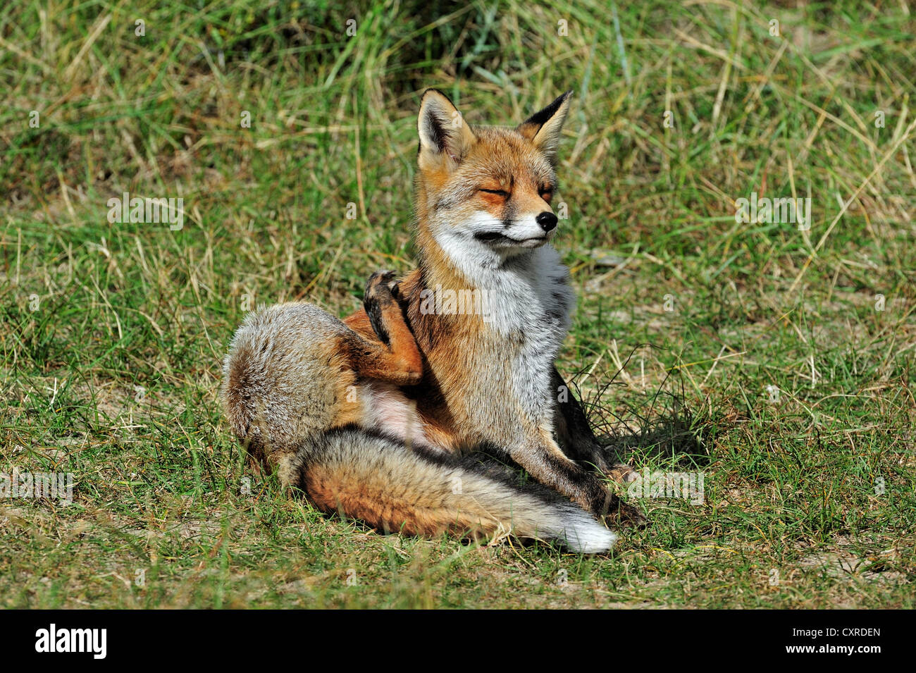 Red fox (Vulpes vulpes) in meadow grooming fleece by scratching fur ...