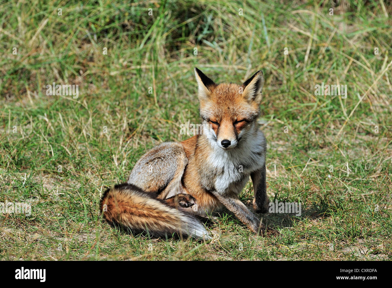 Sleepy fox hi-res stock photography and images - Alamy