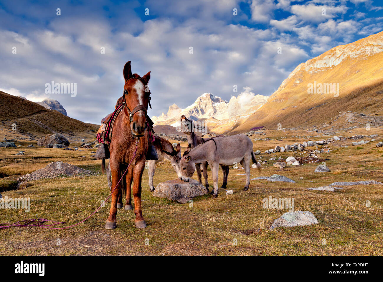 Horse and donkey, Cordillera Huayhuash mountain range, Andes, Peru ...