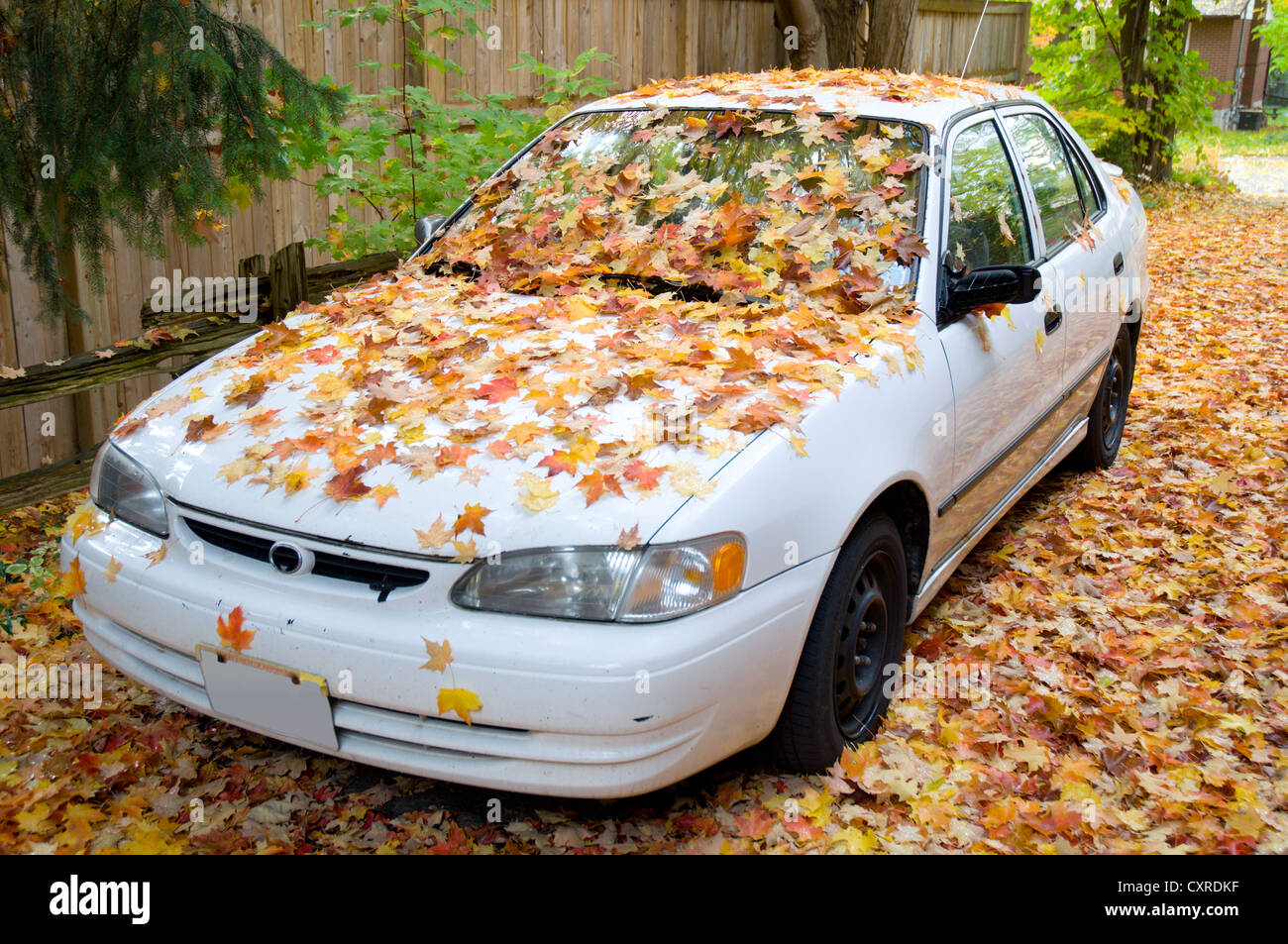 Autumn leaves on car Stock Photo - Alamy