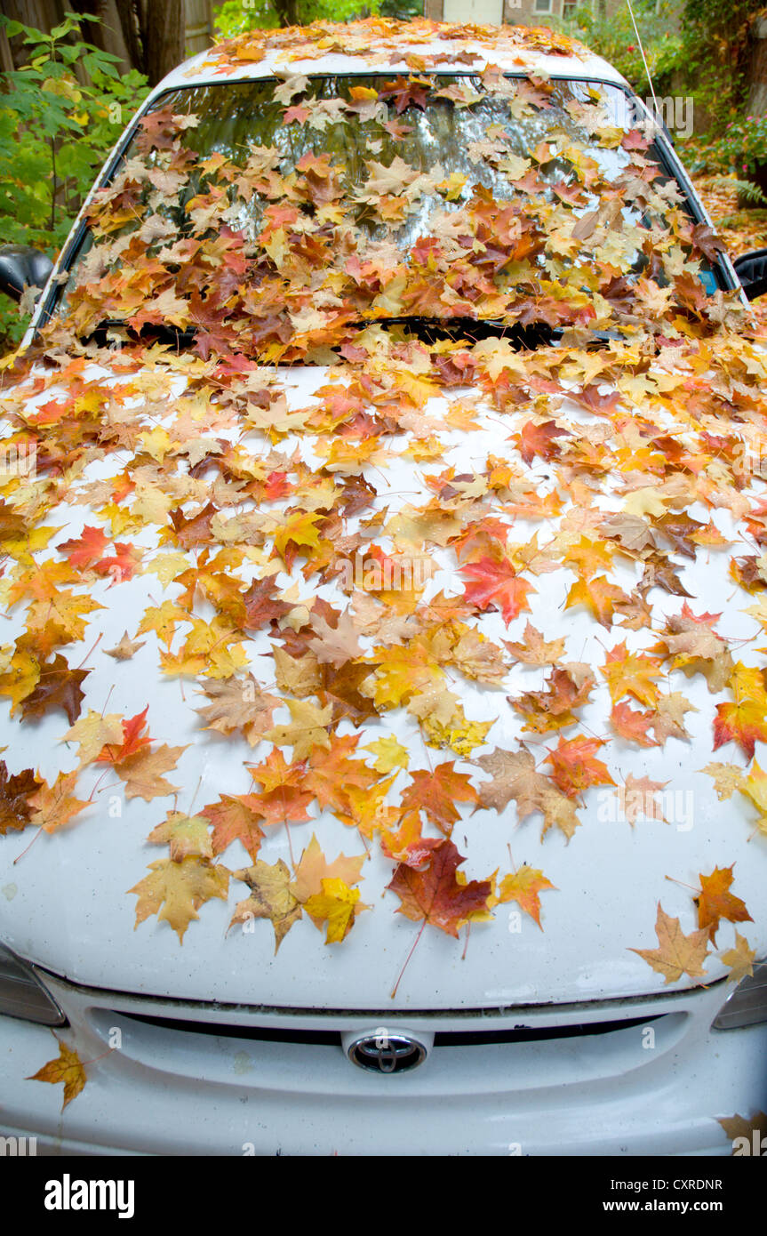 Car covered leaves hi-res stock photography and images - Alamy