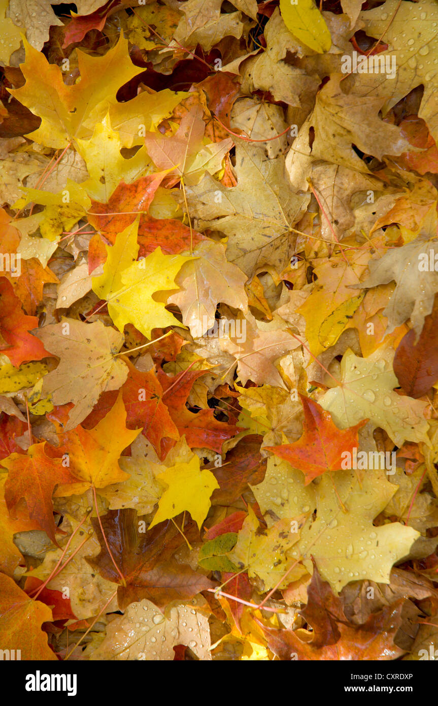 Autumn leaves on car Stock Photo - Alamy