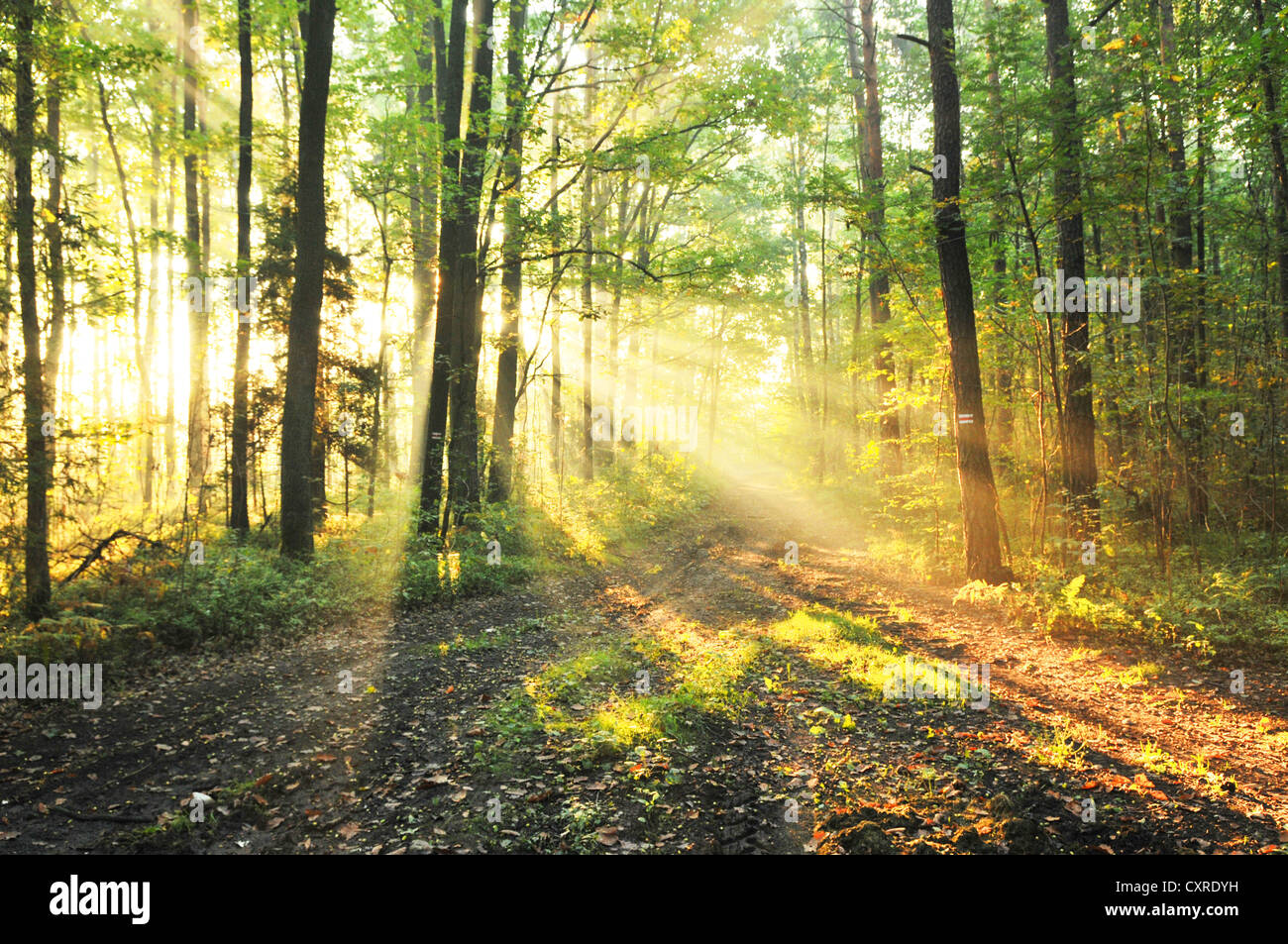 Autumn dawn in forest Stock Photo - Alamy