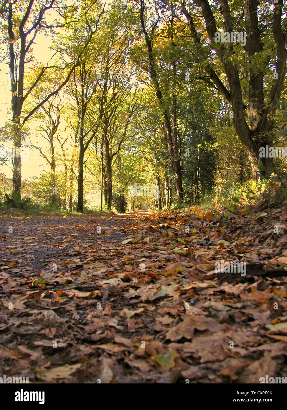 Plains or northeastern woodlands hi-res stock photography and images ...