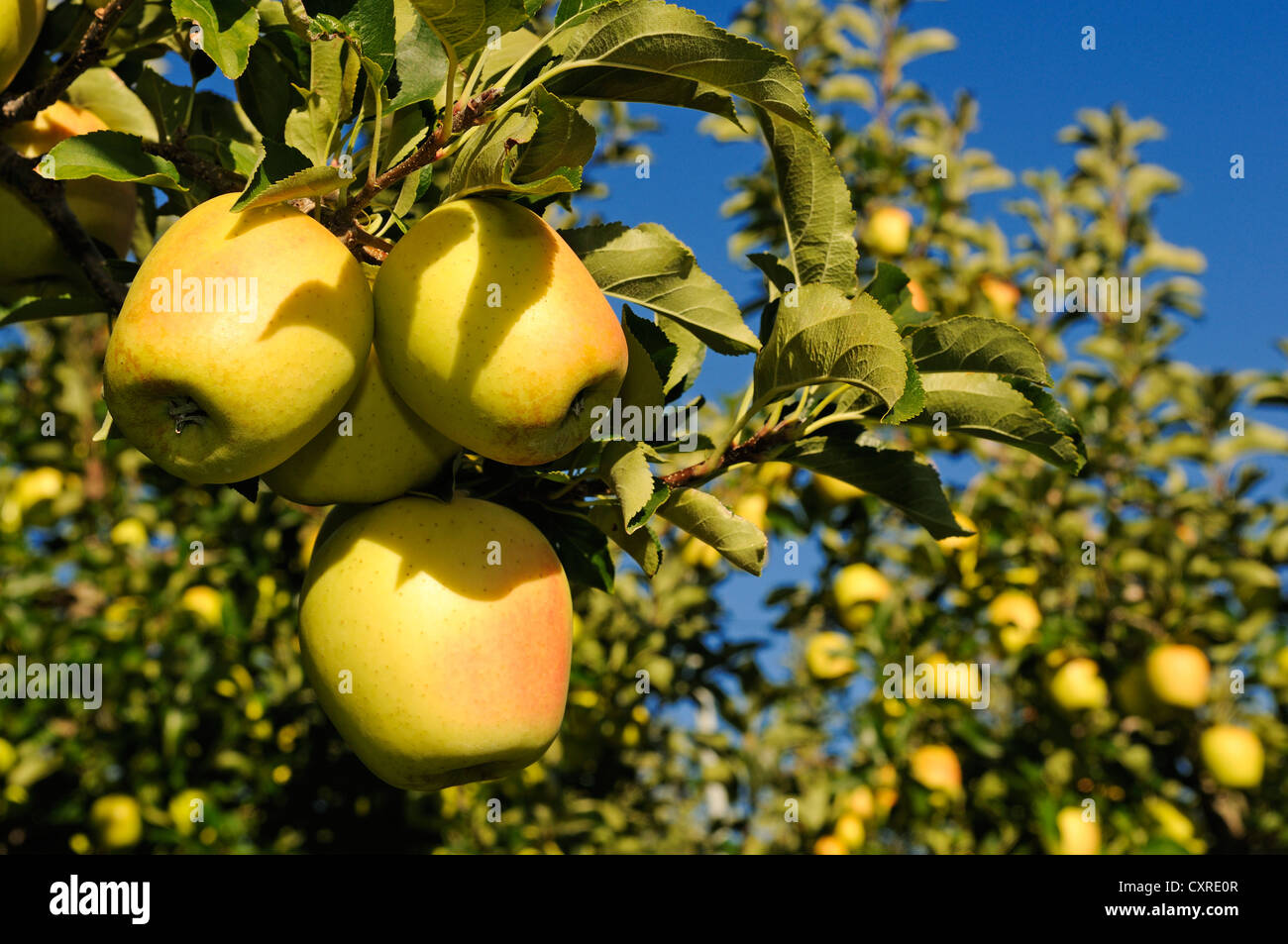 Italian Apples High Resolution Stock Photography and Images - Alamy