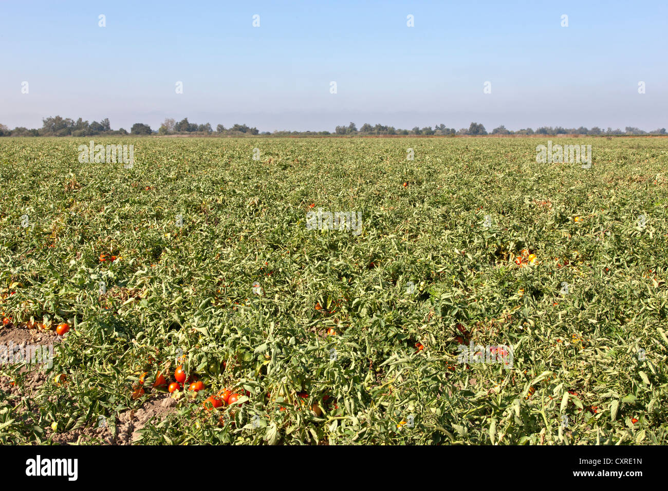 Tomato tomatoes field crop hi-res stock photography and images - Alamy