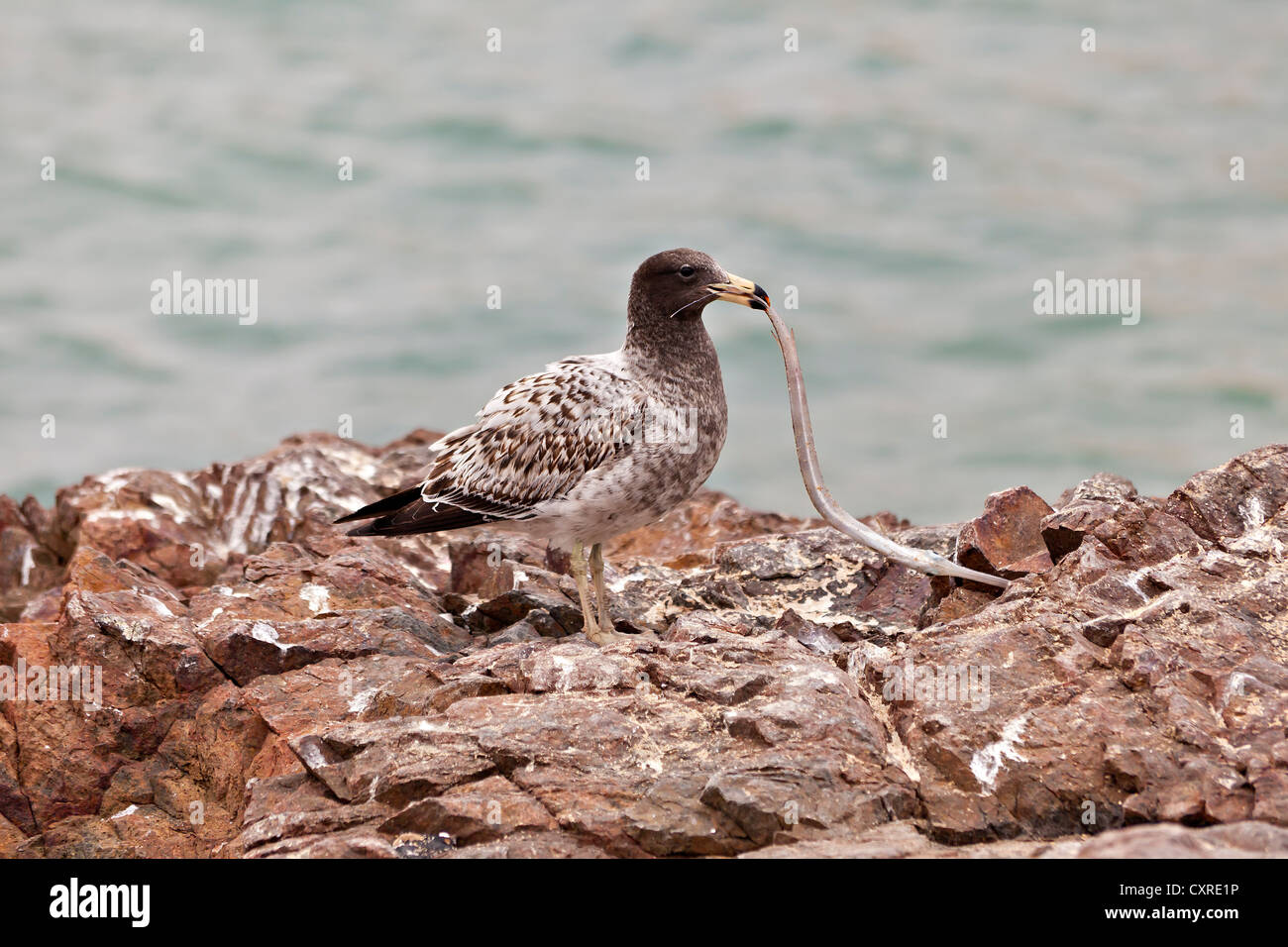 Belcher High Resolution Stock Photography and Images - Alamy