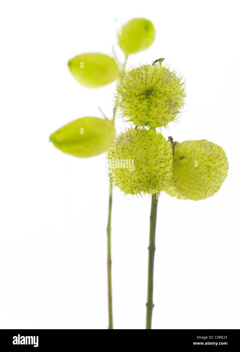 Gomphocarpus fruticosus ‘Moby Dick ’common name Balloon cotton bush a ...