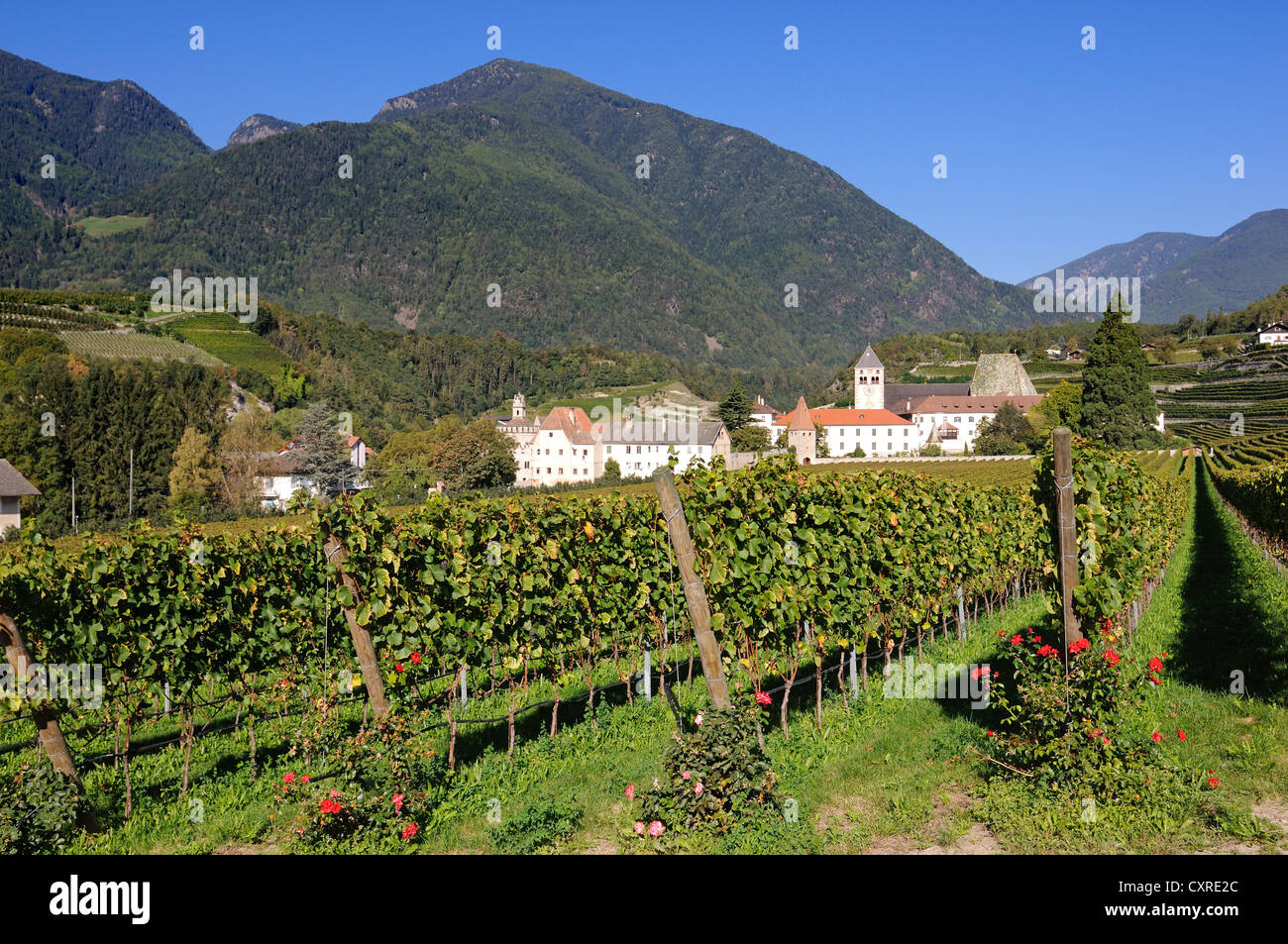Vineyards, Neustift monastery, Brixen, province of Bolzano-Bozen, Italy ...