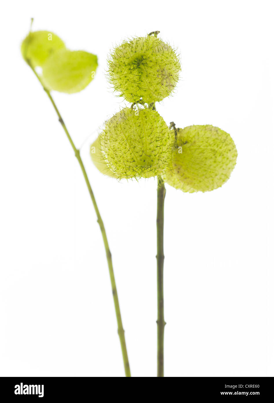 Gomphocarpus fruticosus ‘Moby Dick ’common name Balloon cotton bush a ...