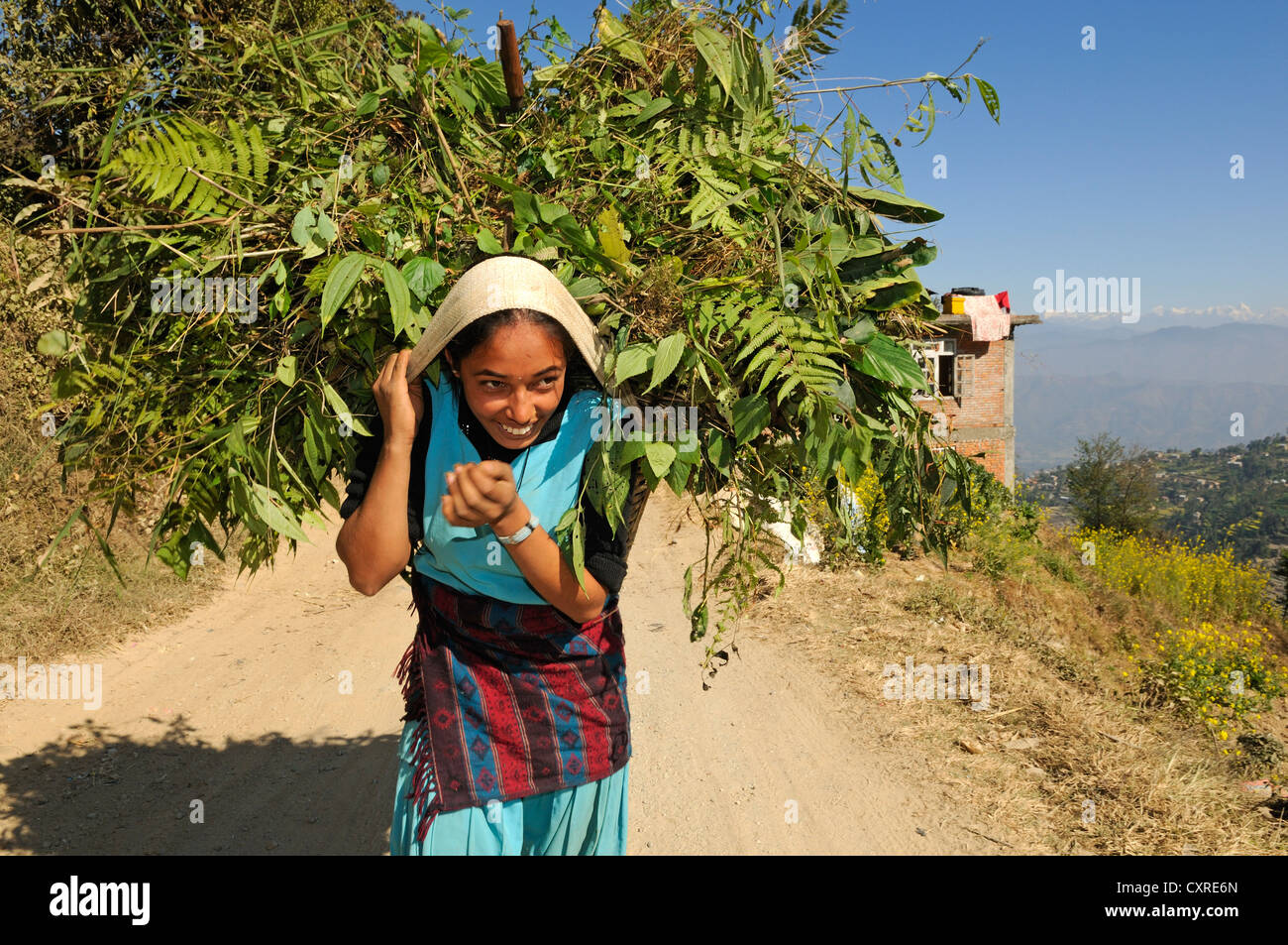 Nepali Farmer Carrying Feeding Grass Kathmandu Valley Unesco World Heritage Site Nepal Asia