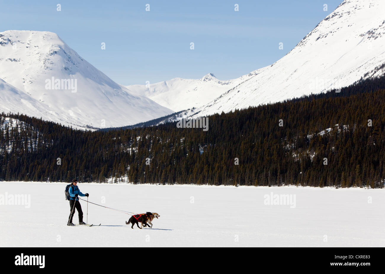 Woman skijoring, sled dogs pulling cross country skier, dog sport ...