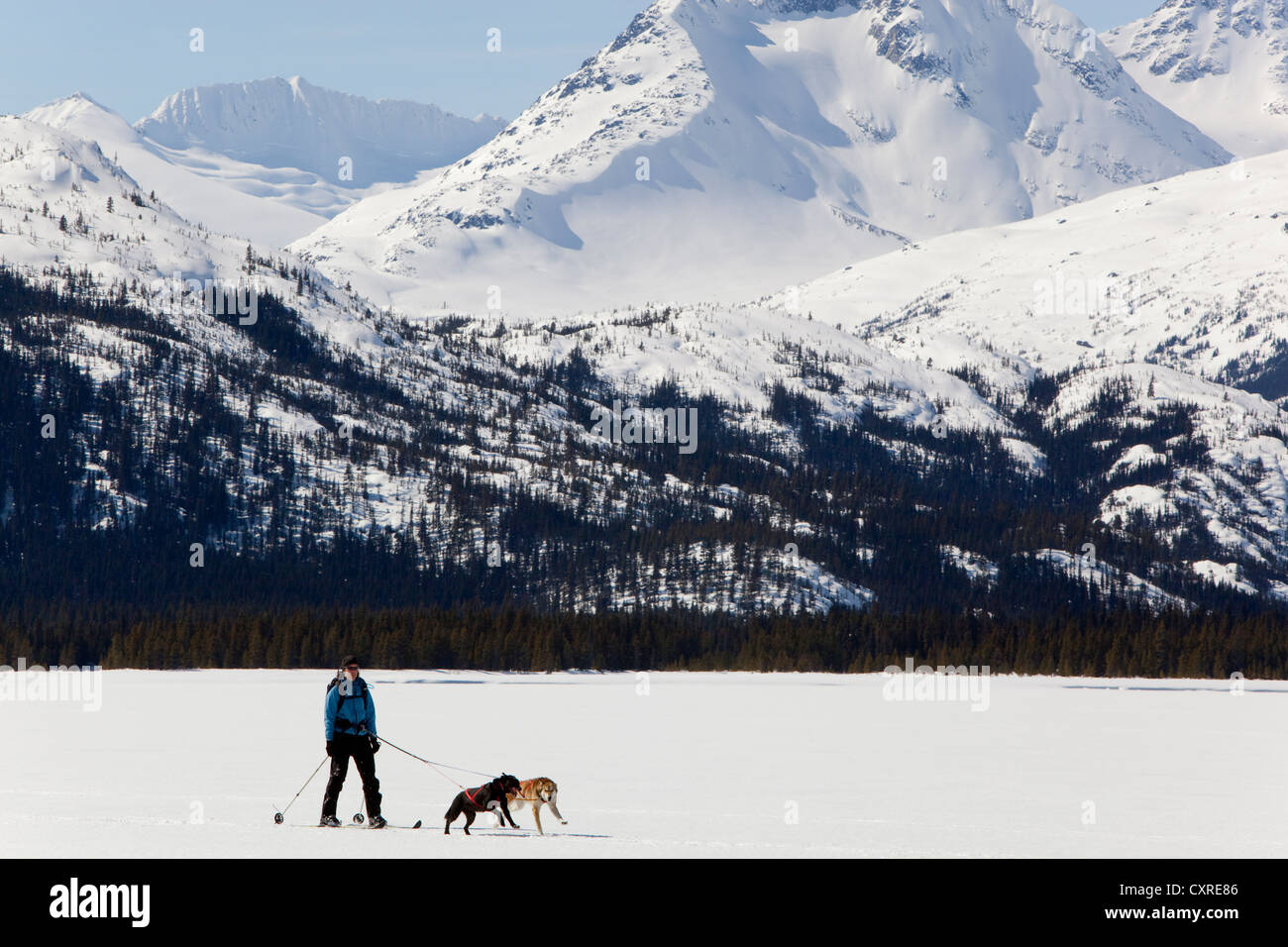 Skijoring dogs hi-res stock photography and images - Alamy