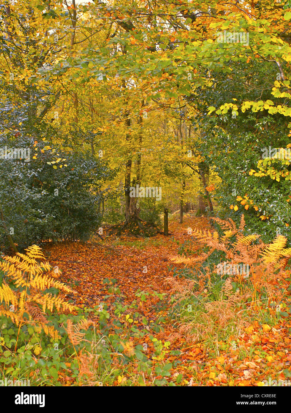 English forests hi-res stock photography and images - Alamy
