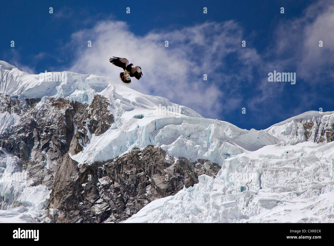 Phalcoboenus megalopterus hi-res stock photography and images - Alamy