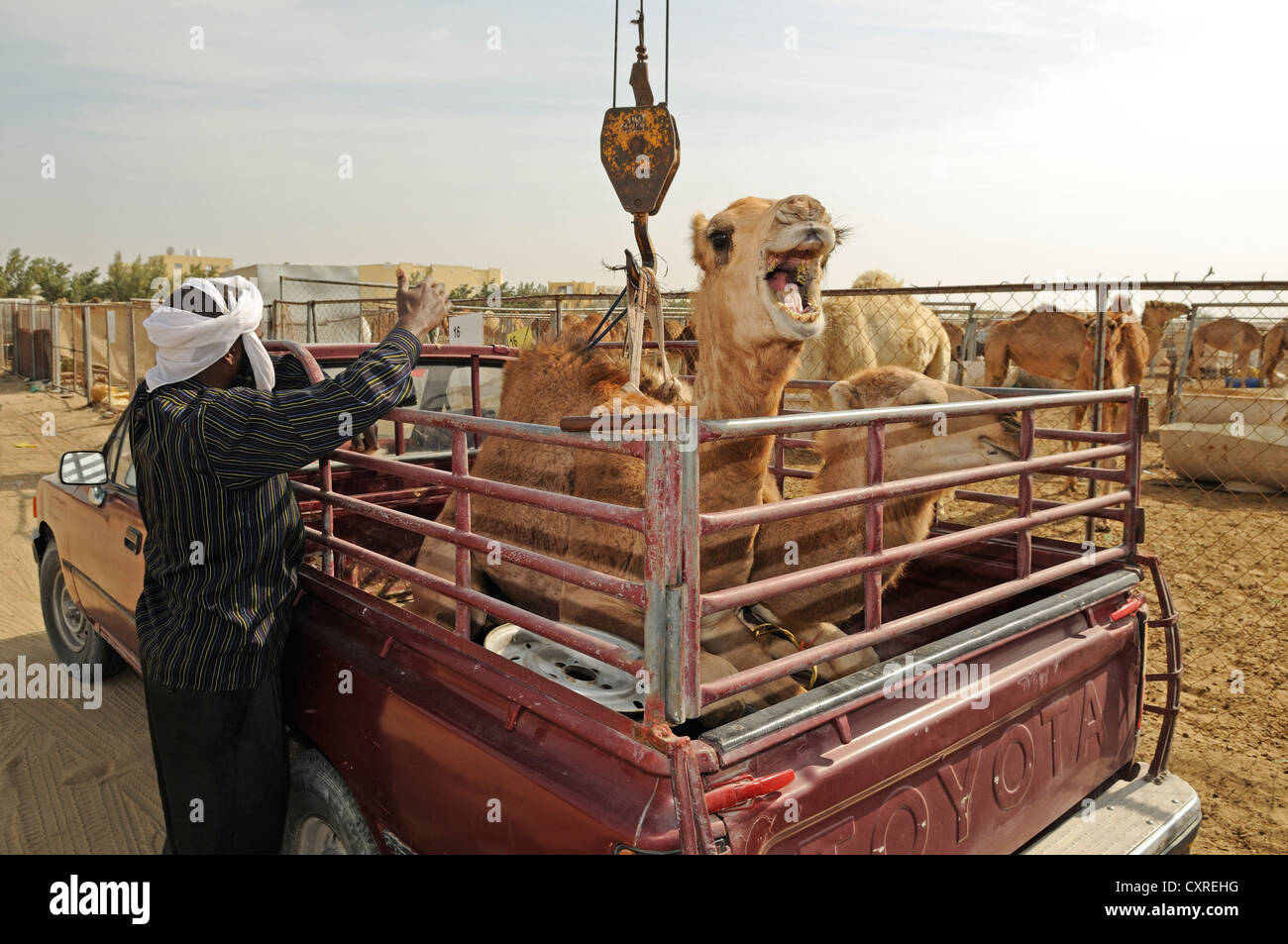 The loaded camel hi-res stock photography and images - Alamy