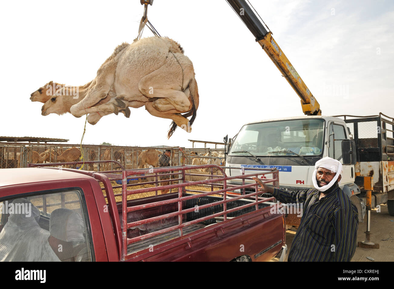Camels are being loaded onto a pick-up truck, Animal Souk, Salwa Road ...