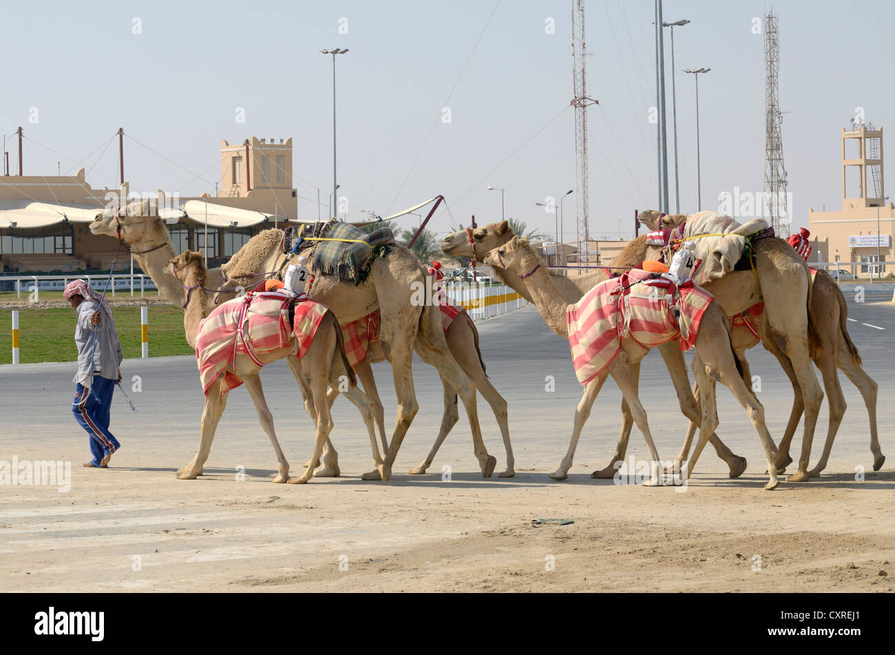 Camel race hi-res stock photography and images - Alamy