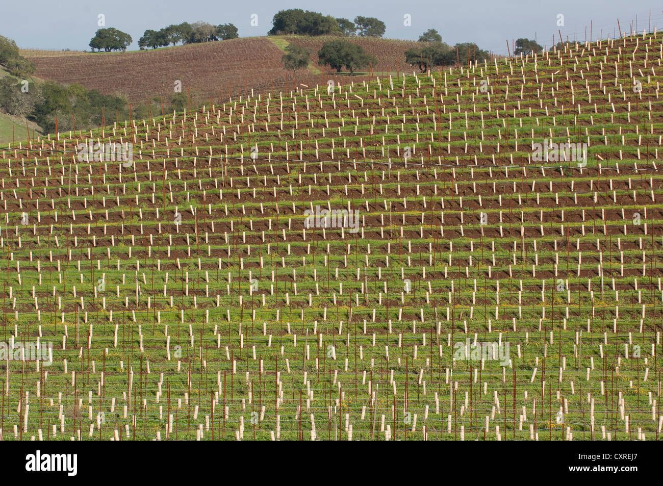 Vines Vineyard Slope Hillside High Resolution Stock Photography and ...