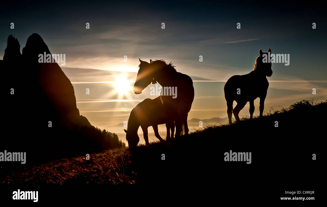 Horses at sunset, Schlern mountain, Seiser Alm alp, Dolomites, province ...