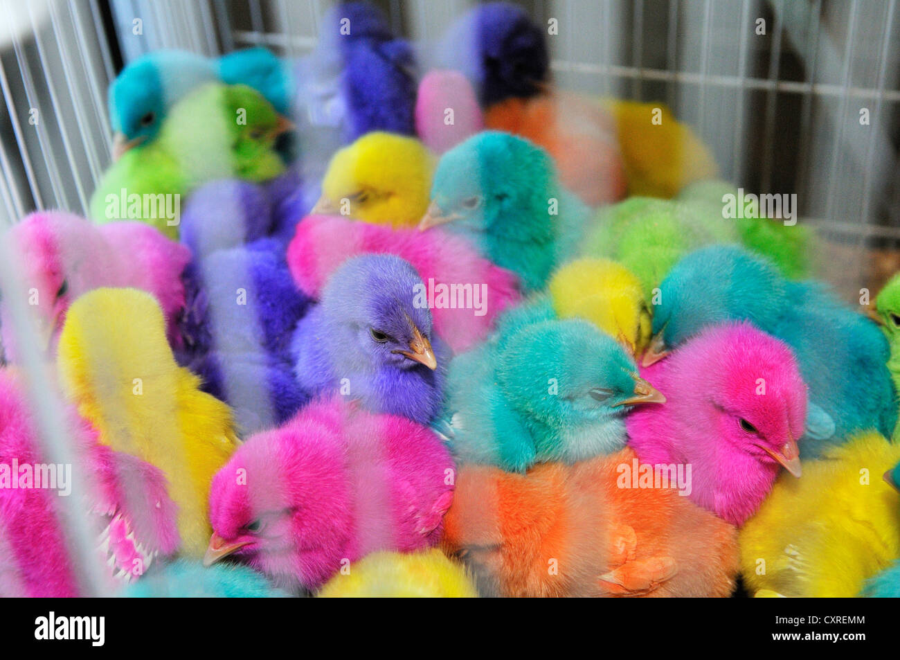 Different coloured chicks hi-res stock photography and images - Alamy