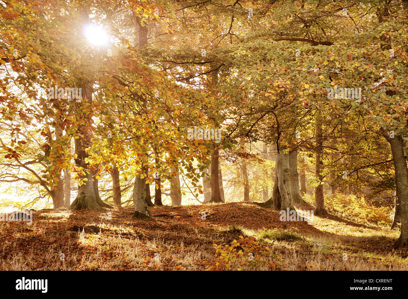 Golden Autumn colours at Dawyck in the Scottish Borders, Scotland, UK ...