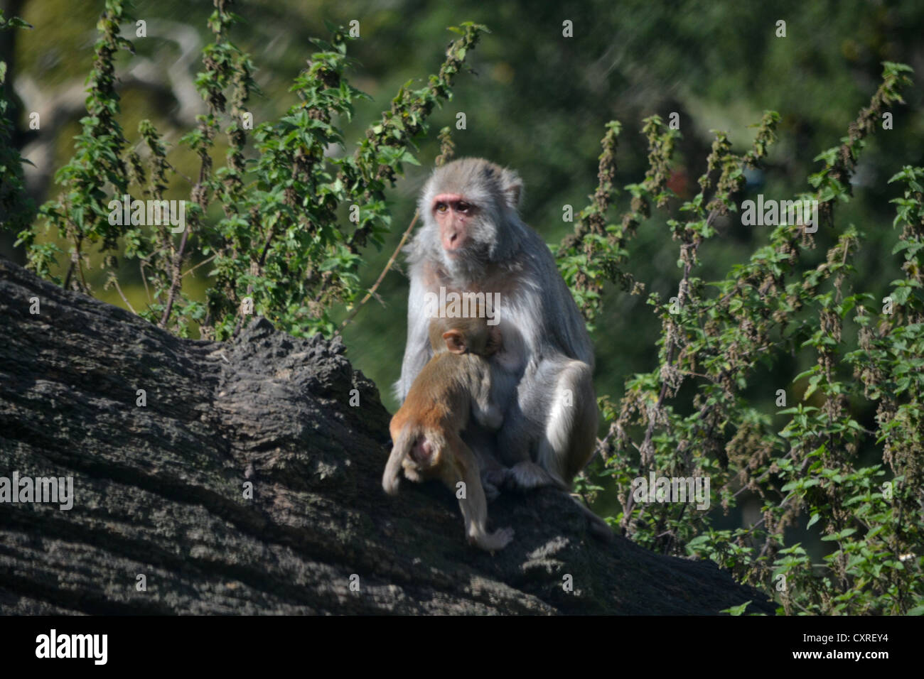 Macaque infant hi-res stock photography and images - Alamy