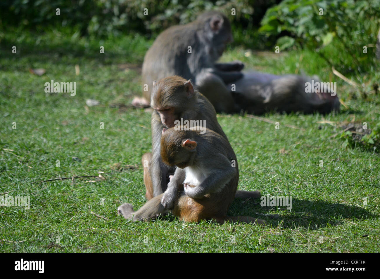 Rhesus Monkeys (Macaque Stock Photo - Alamy