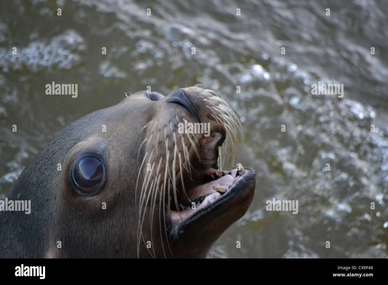 Seals head hi-res stock photography and images - Alamy