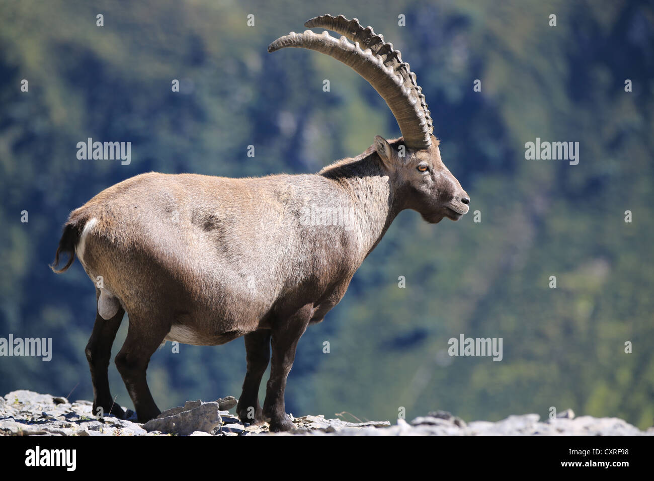 Capricorn ibex hi-res stock photography and images - Alamy