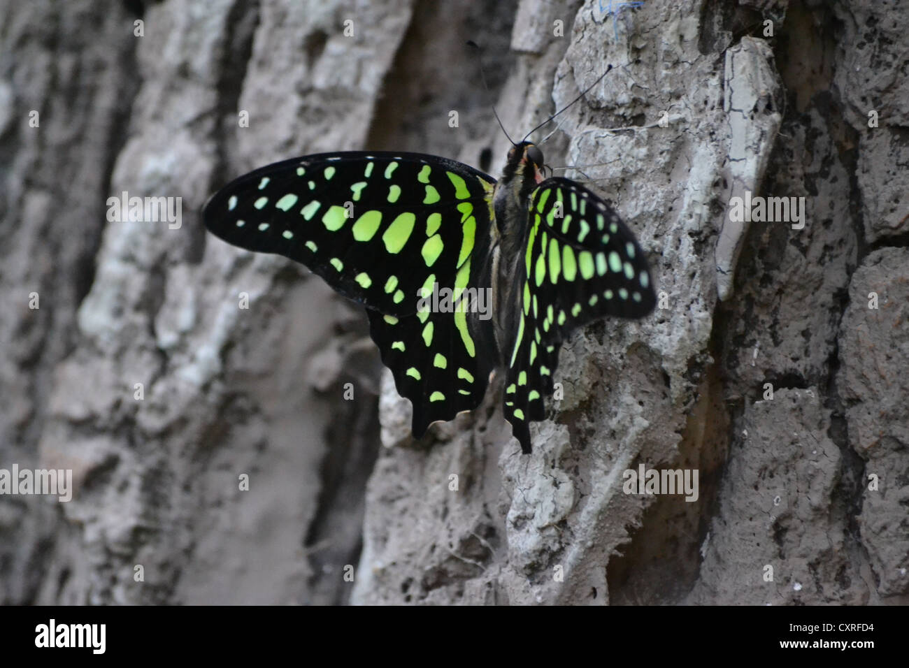 The tailed jay butterfly hi-res stock photography and images - Alamy