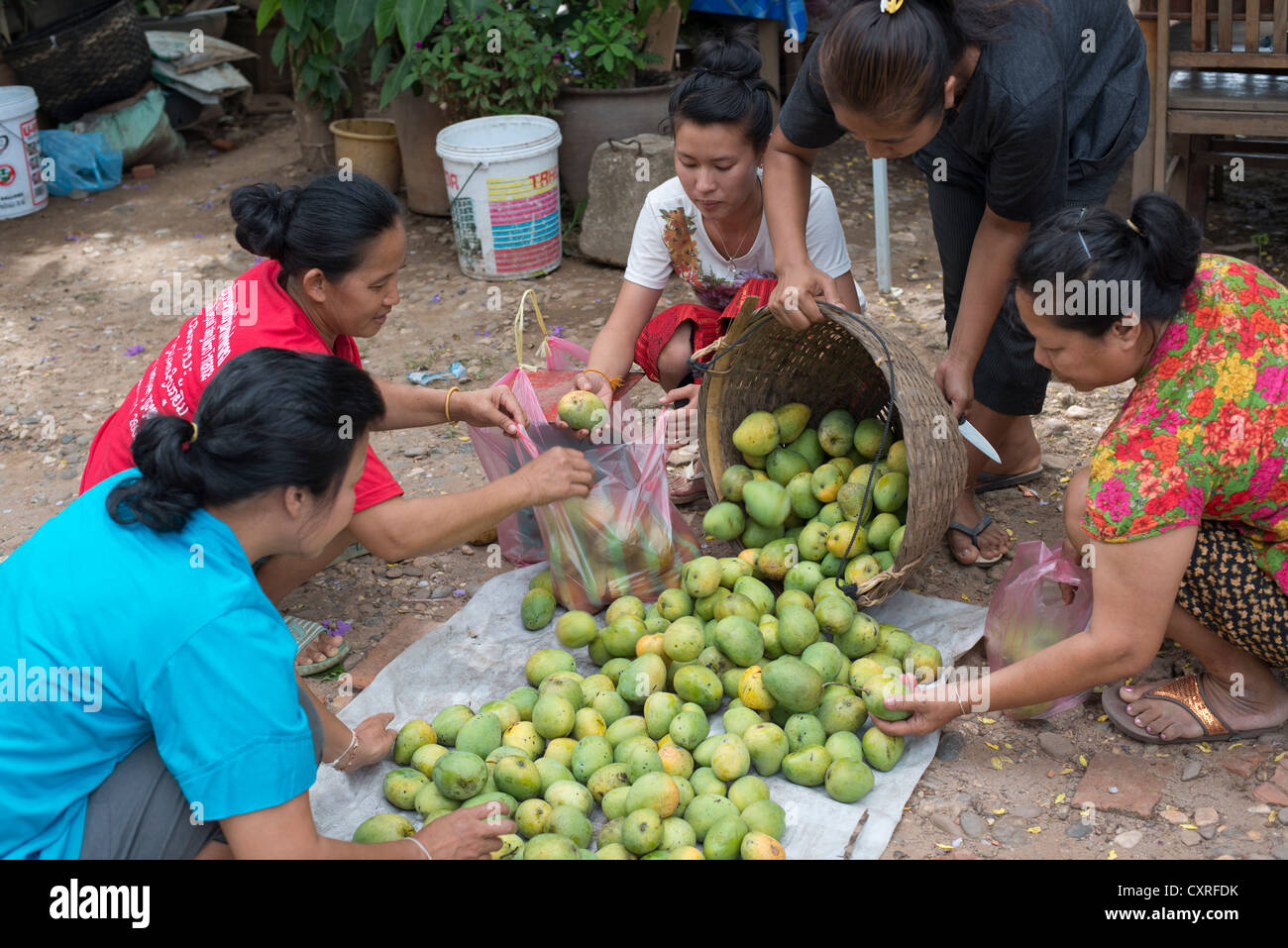 Women sort and choose mangoes from a local seller in Luang Prabang ...