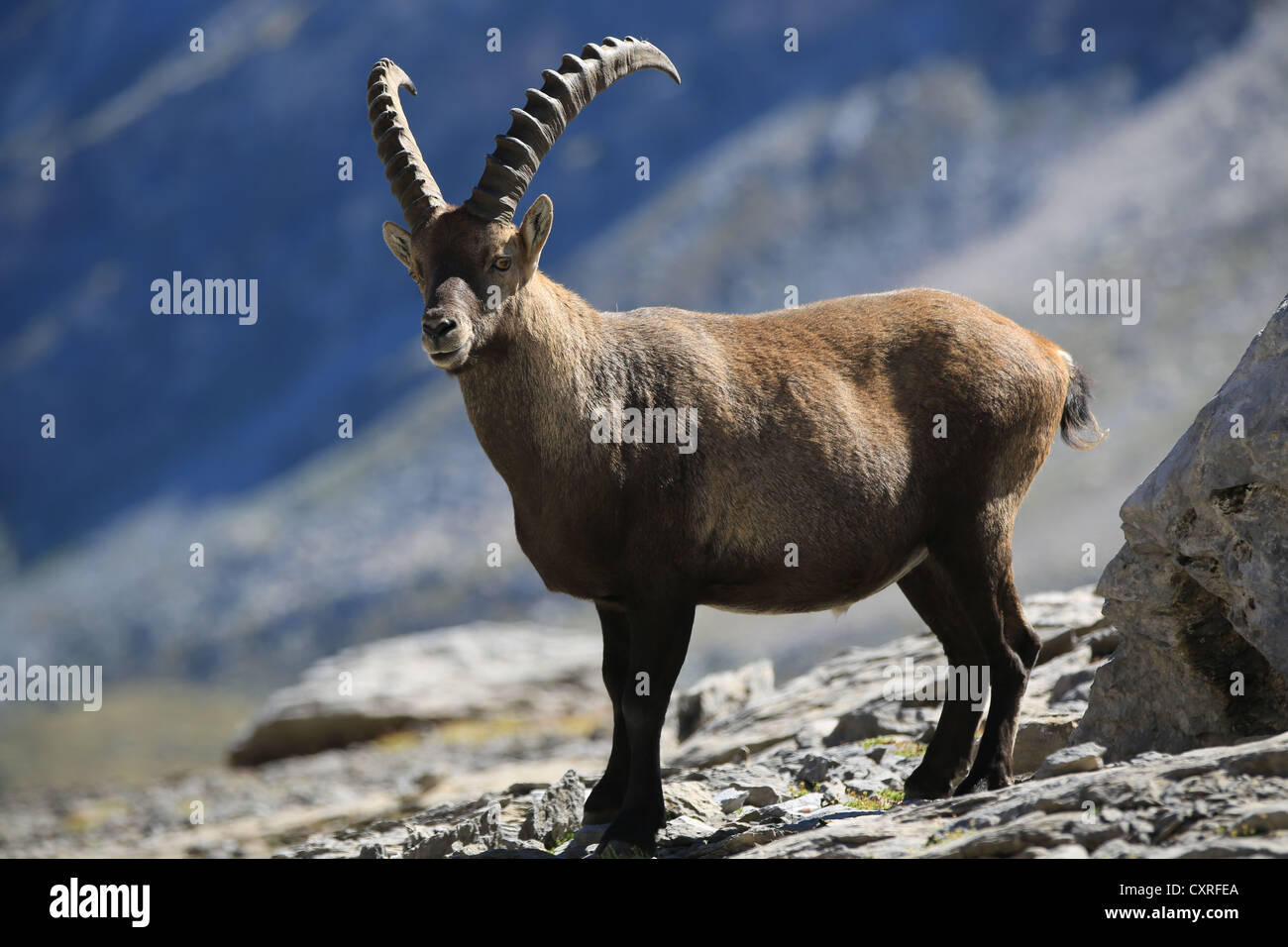Capricorn ibex hi-res stock photography and images - Alamy