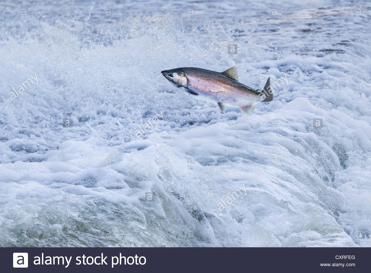 Jumping Salmon River Stock Photos & Jumping Salmon River Stock Images ...