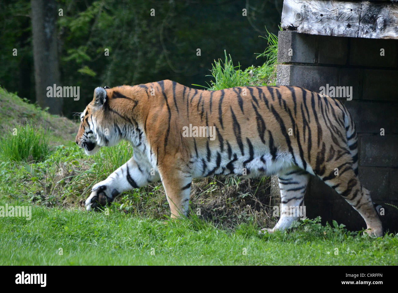 Longleat safari park tiger hi-res stock photography and images - Alamy