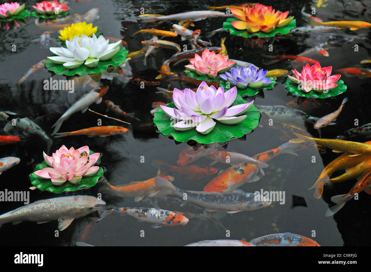 What Animals Live In A Pond