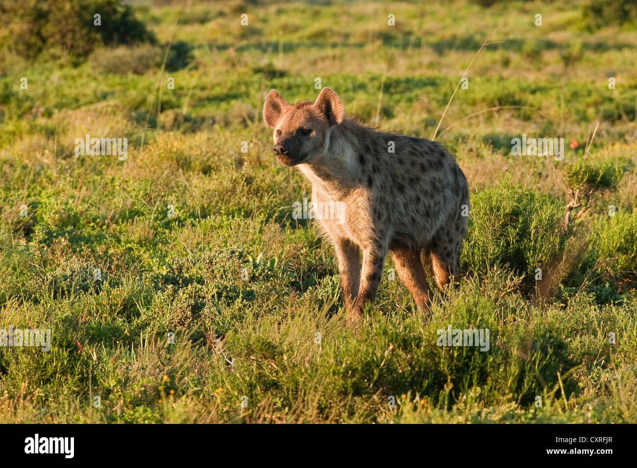Spotted hyena in Addo Elephant National Park Stock Photo - Alamy